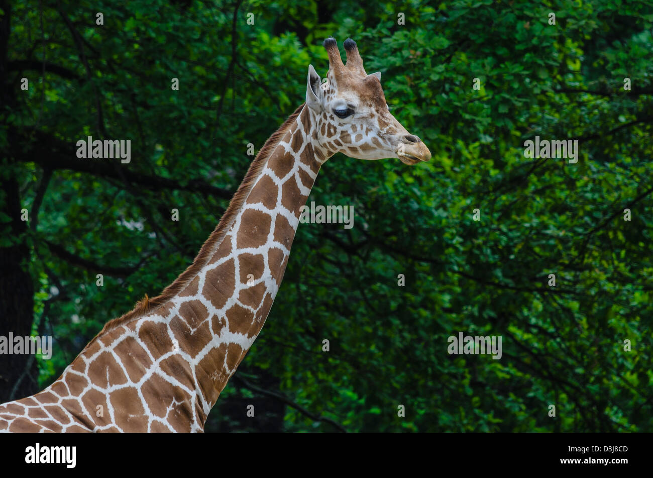 Giraffe at zoo in Berlin, Germany Stock Photo - Alamy