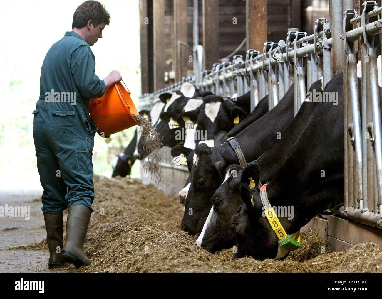 (dpa) - A farm laborer provides dairy cows with concentrated feed at ...