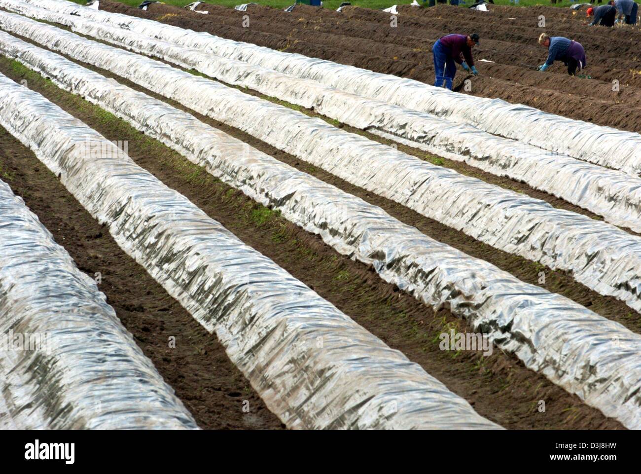 (dpa) - One week erlier than in the previous year seasonal farmhands ...