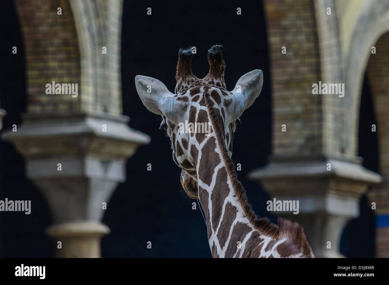 African giraffe in berlin zoo hi-res stock photography and images - Alamy
