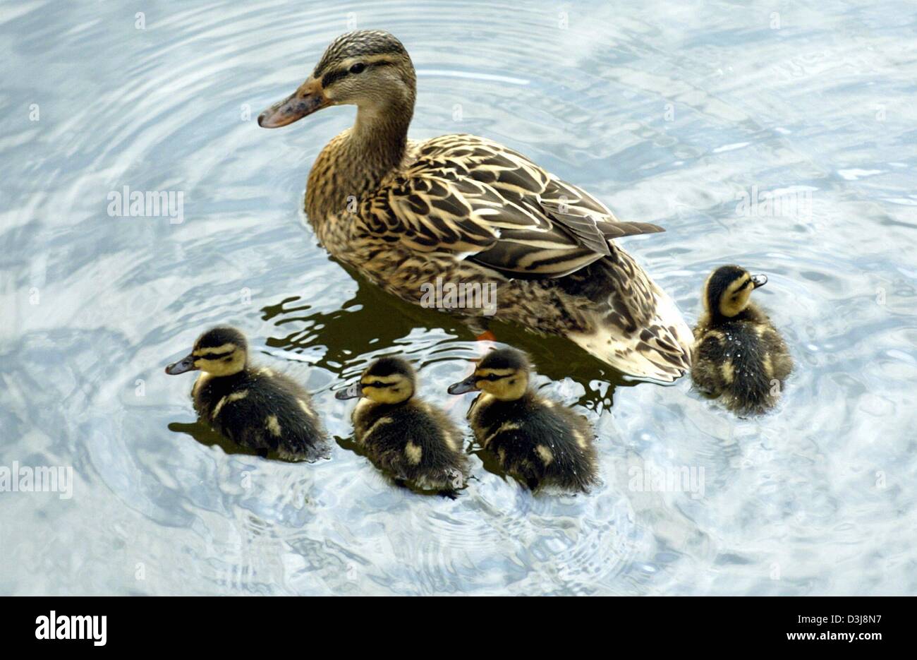 (dpa) - Mother duck swims with her offspring on a pond in Duesseldorf ...