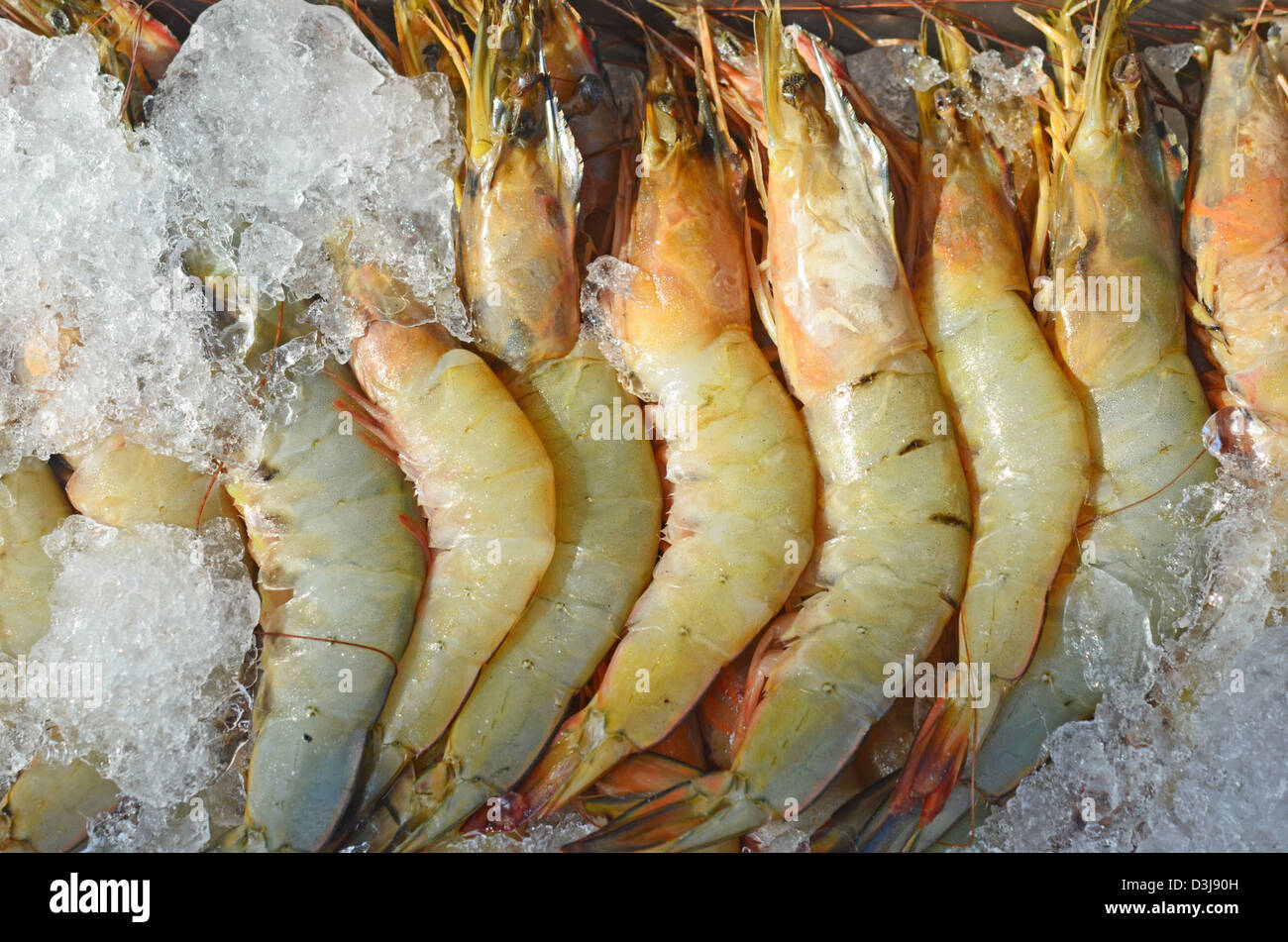 Tiger prawns in shell hi-res stock photography and images - Alamy