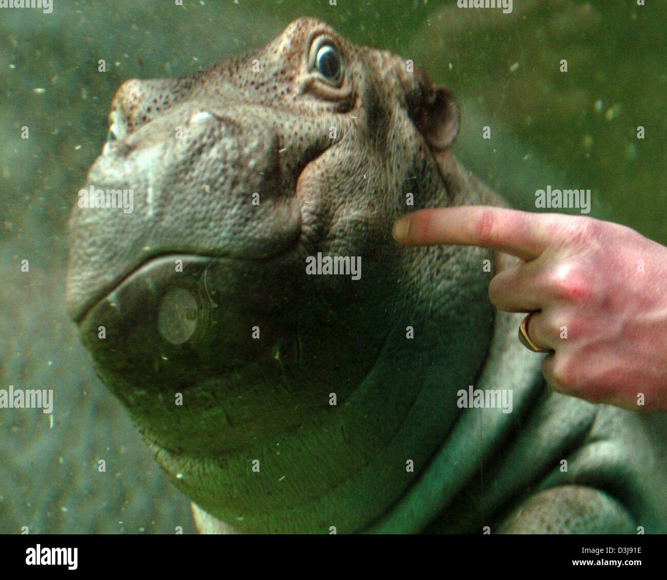 Berlin zoo hippo hippopotamus hi-res stock photography and images - Alamy