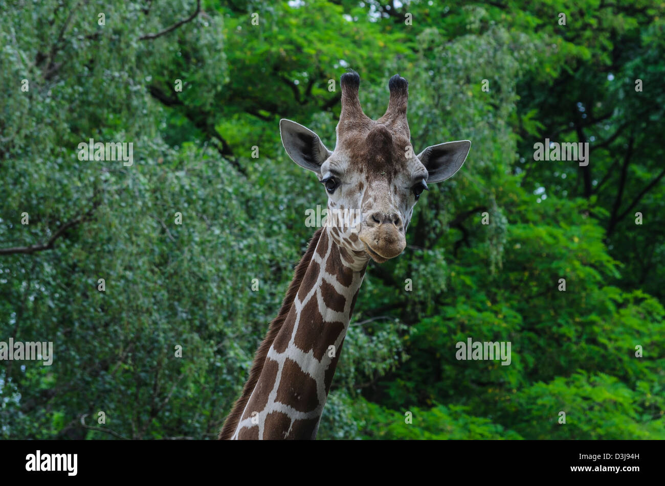 Giraffe at zoo in Berlin, Germany Stock Photo - Alamy
