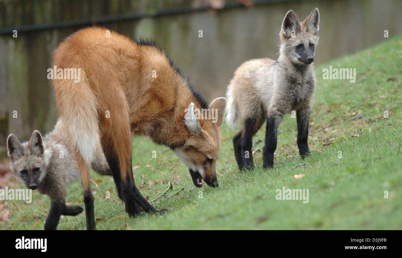 (dpa) - Two young maned wolfs (chrysocyon brachyurus) (L and R), a male ...