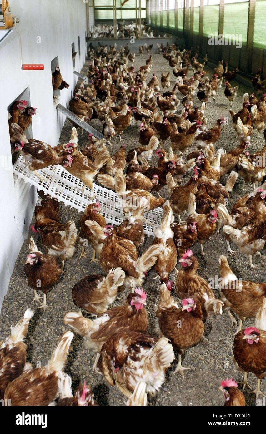 (dpa) - Free-range laying hens crowd in a stable at a poultry breeding ...