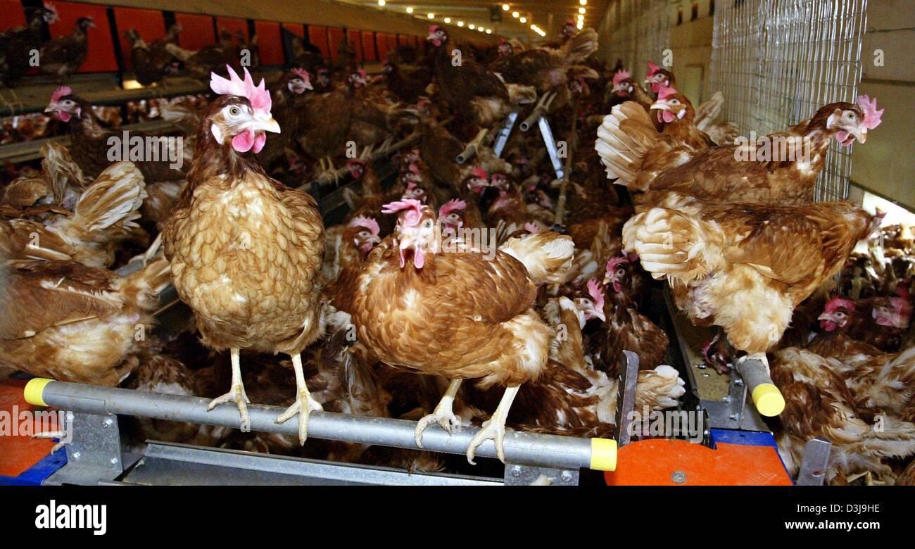 (dpa) - Free-range laying hens crowd in a stable at a poultry breeding ...