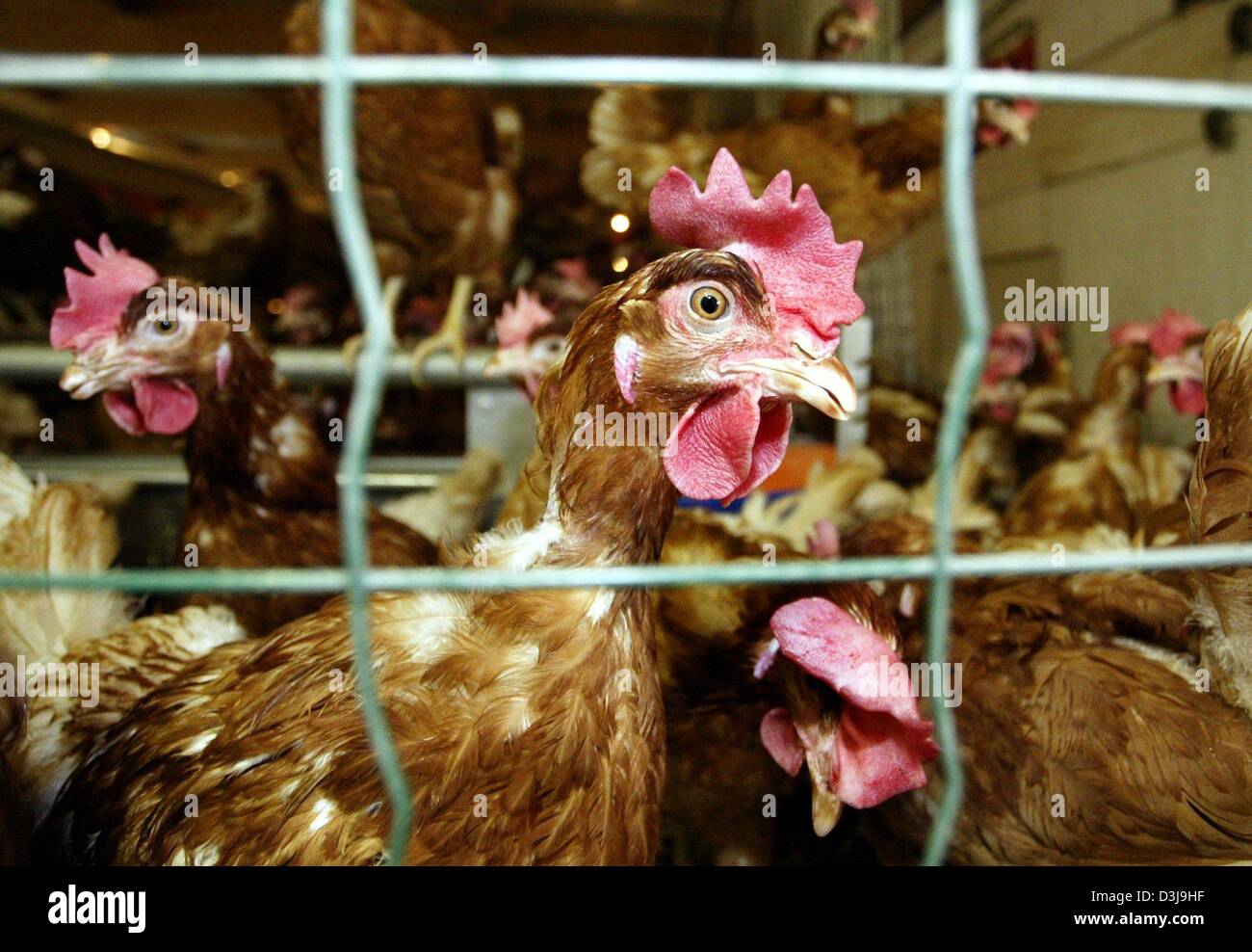 (dpa) - Free-range laying hens crowd in a stable at a poultry breeding ...