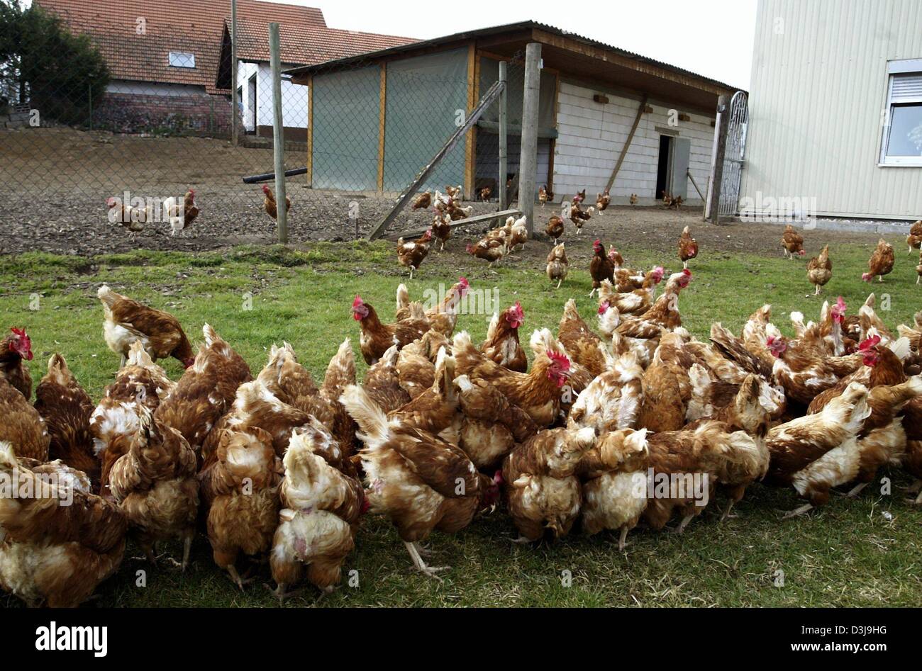 (dpa) - Free-range laying hens run around in front of a stable at a ...