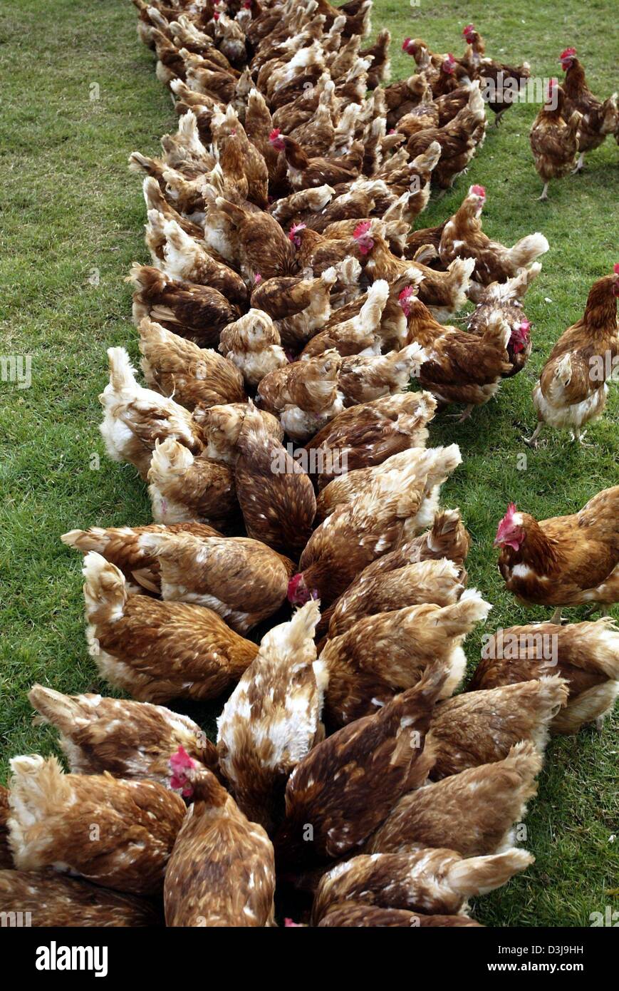 (dpa) - Free-range laying hens mingle at a poultry breeding farm near ...