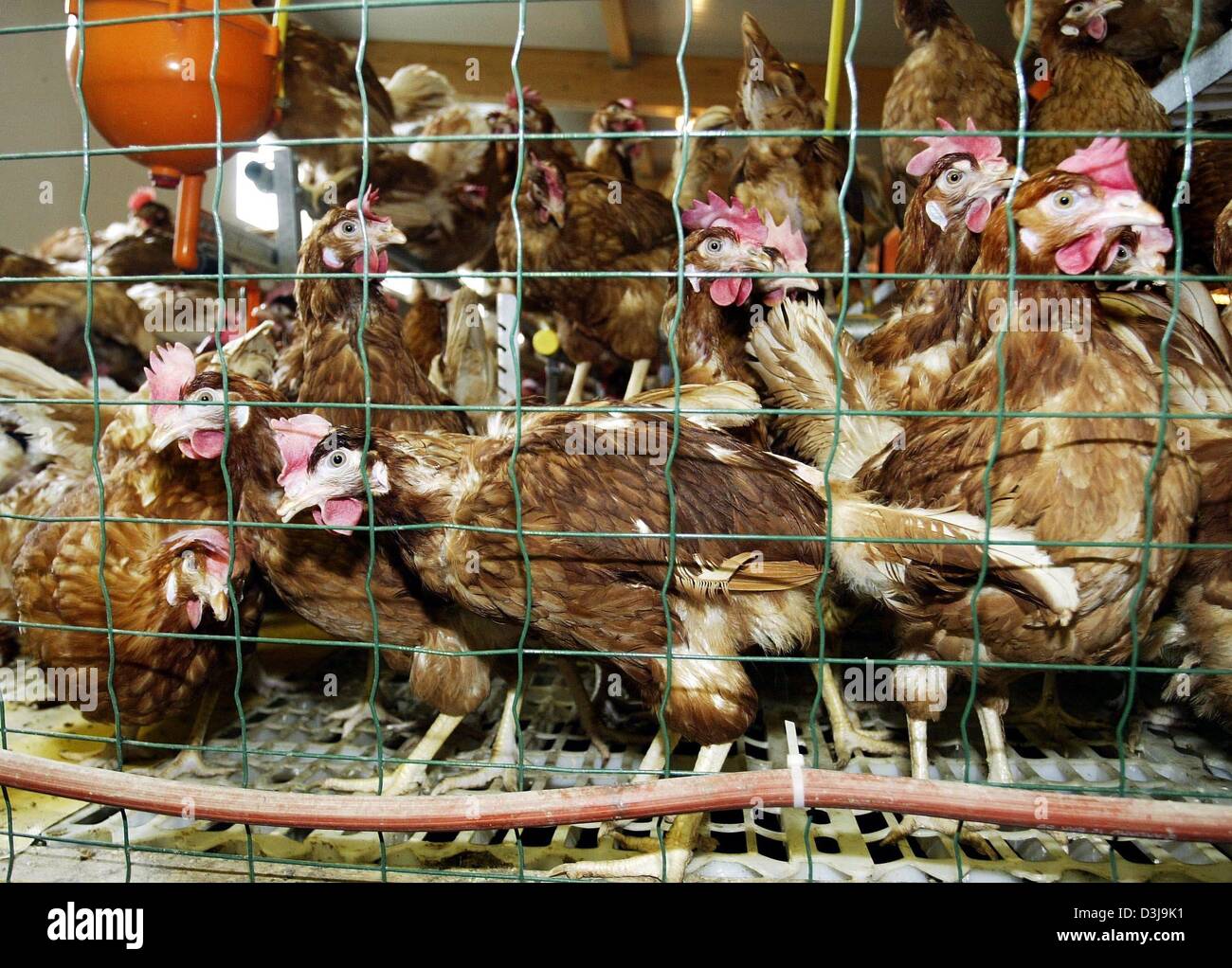 Chicken in a stable hi-res stock photography and images - Alamy