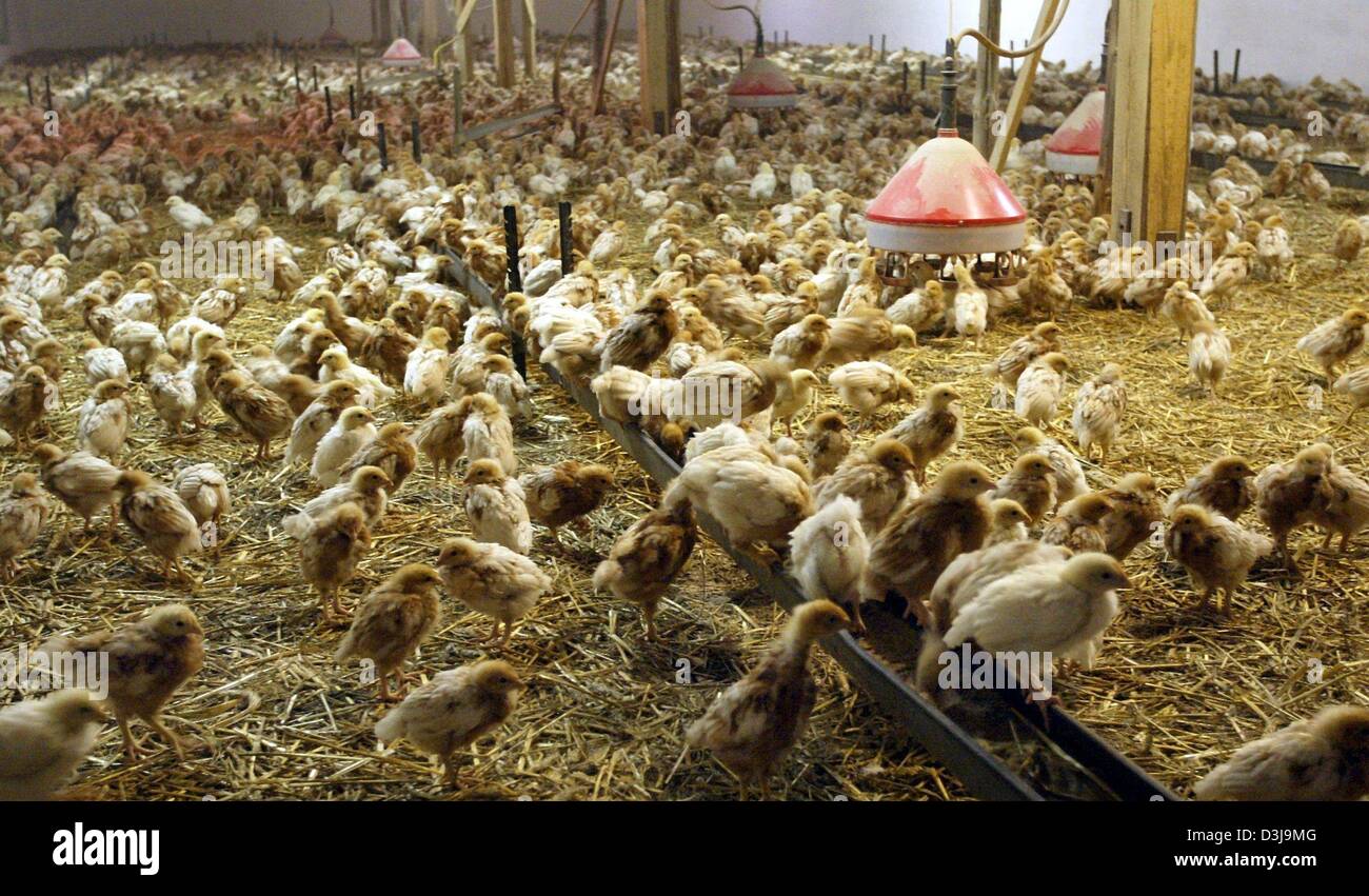 (dpa) - Four-weeks old chicken fledglings crowd in the breeding room of ...