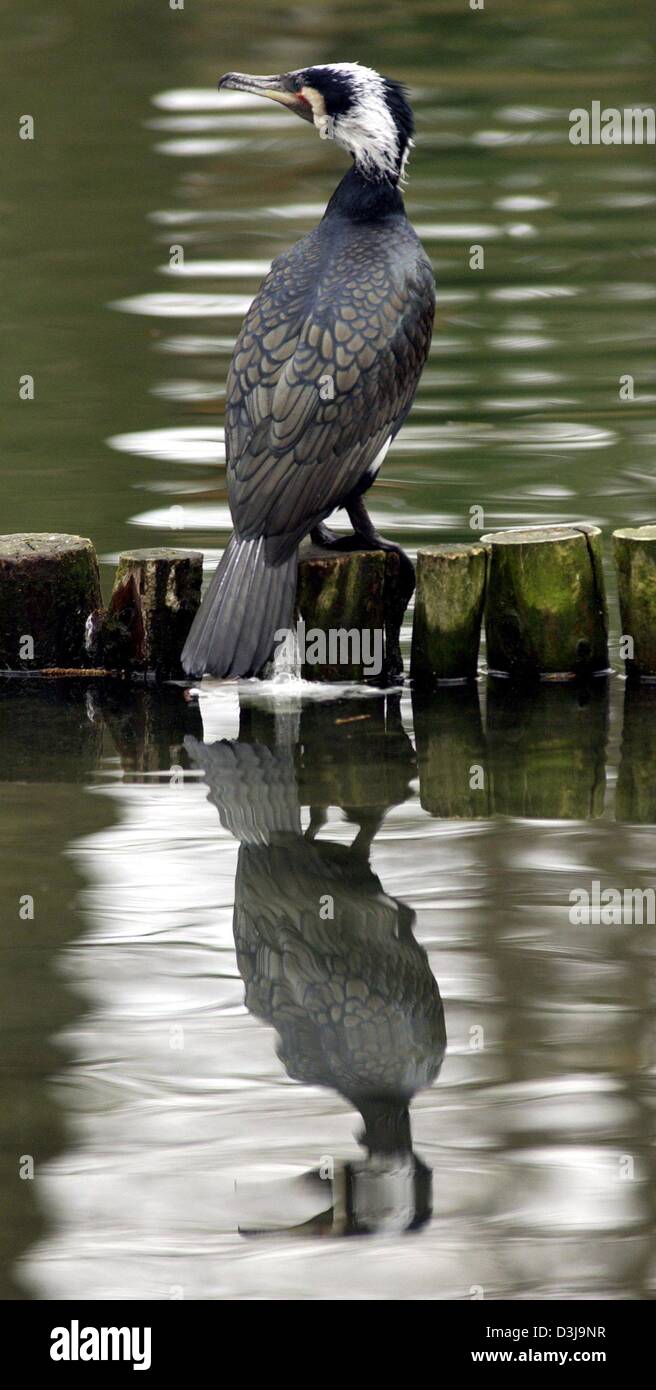 Water Reflection Animals 110 Best Water Reflection Animals Ideas