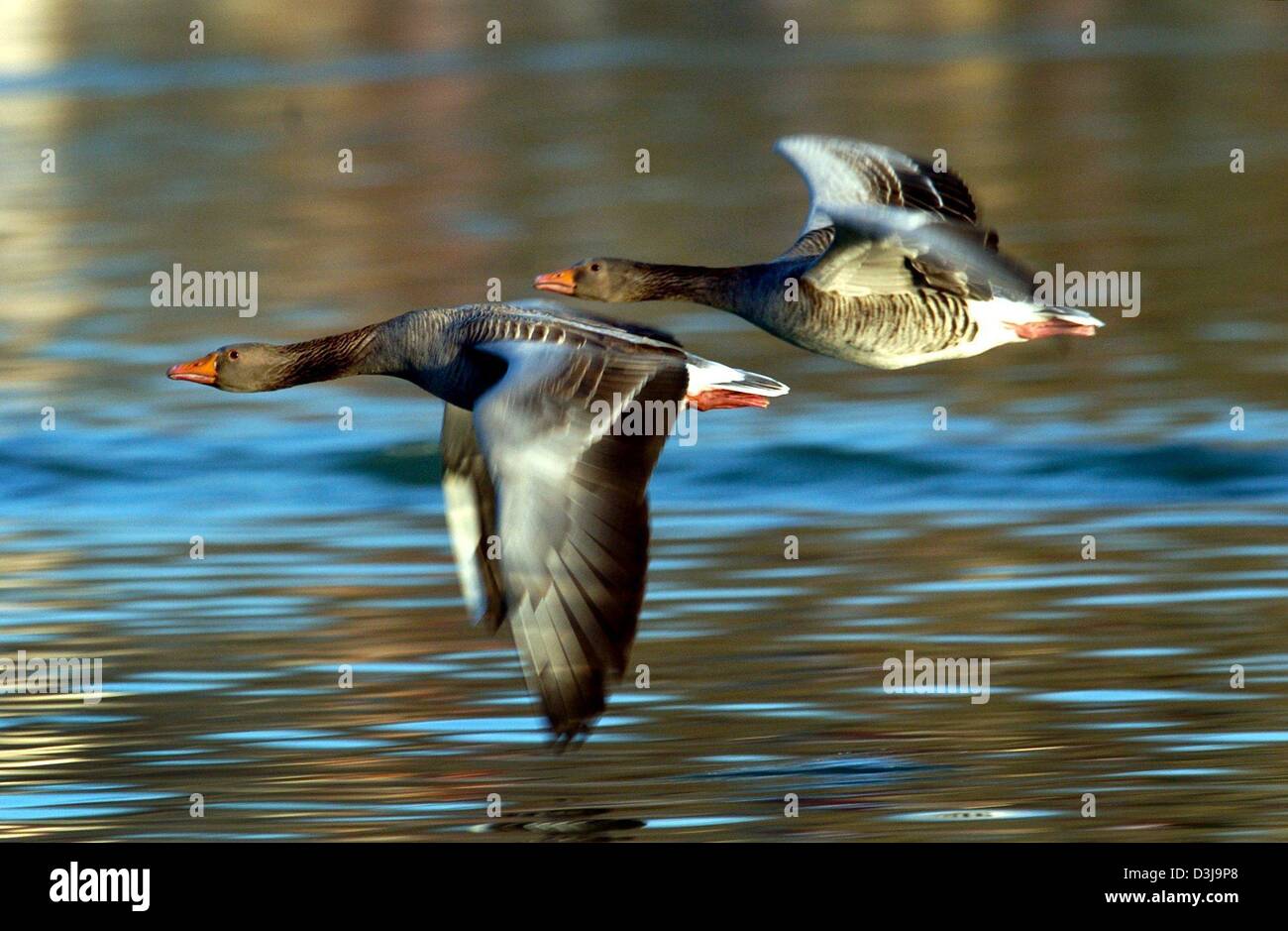 Human interest hum animals flying birds lake pond water germany hi-res ...