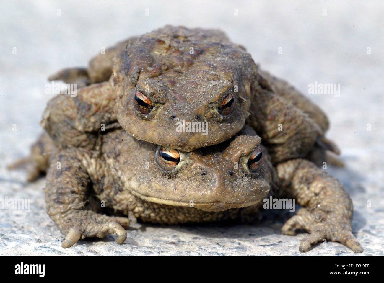 Human interest hum animals amphibians piggyback piggy back eyes grey ...