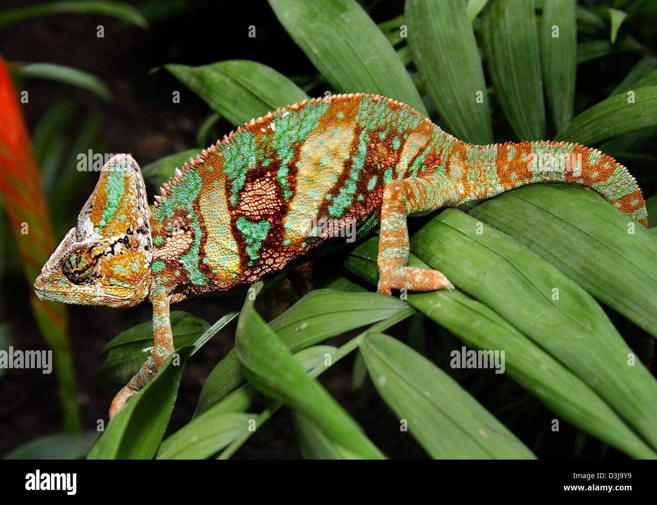 (dpa) - A colourful Yemen chameleon (chamaeleo calyptratus) strolls ...