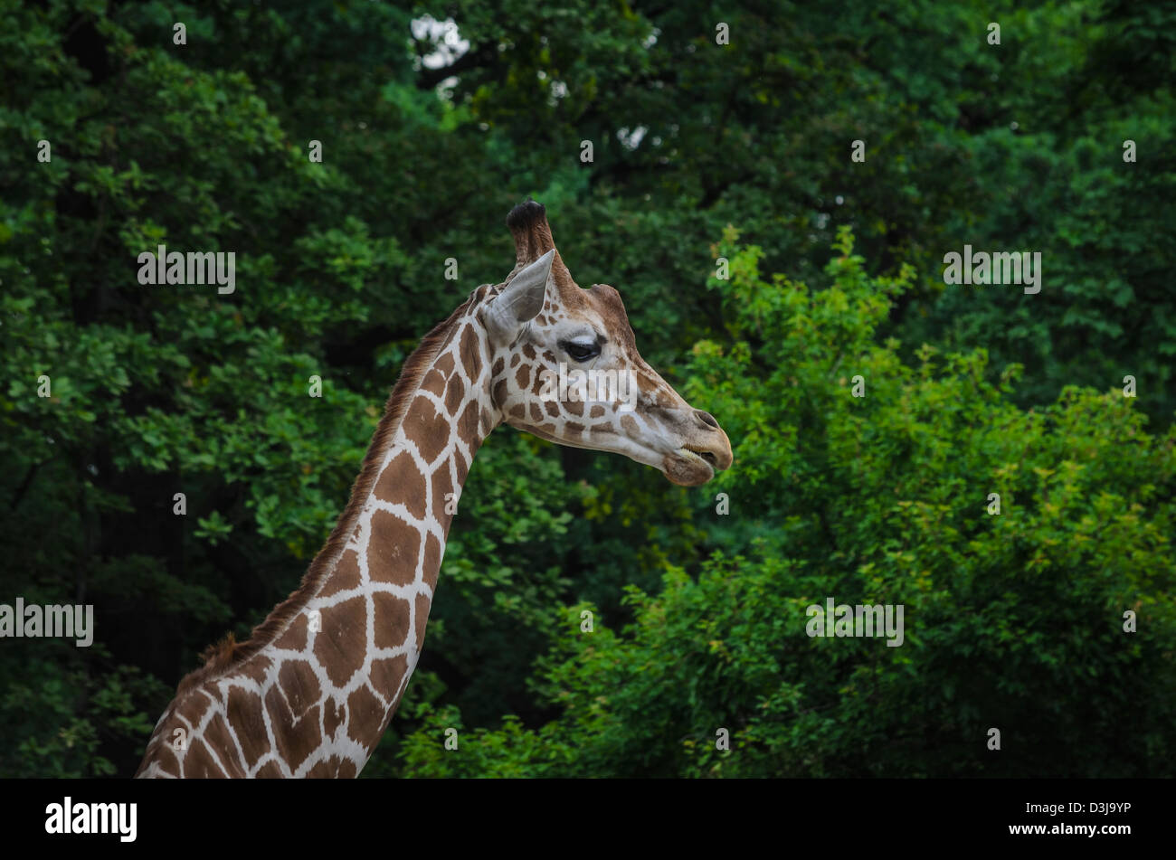 Giraffe at zoo in Berlin, Germany Stock Photo - Alamy