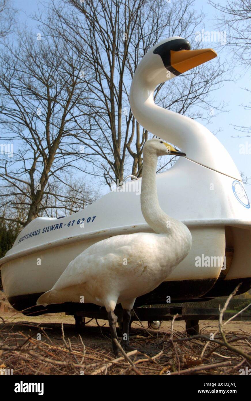 (dpa) - Swan 'Swanee' stands behind a nest in front of a swan-shaped ...