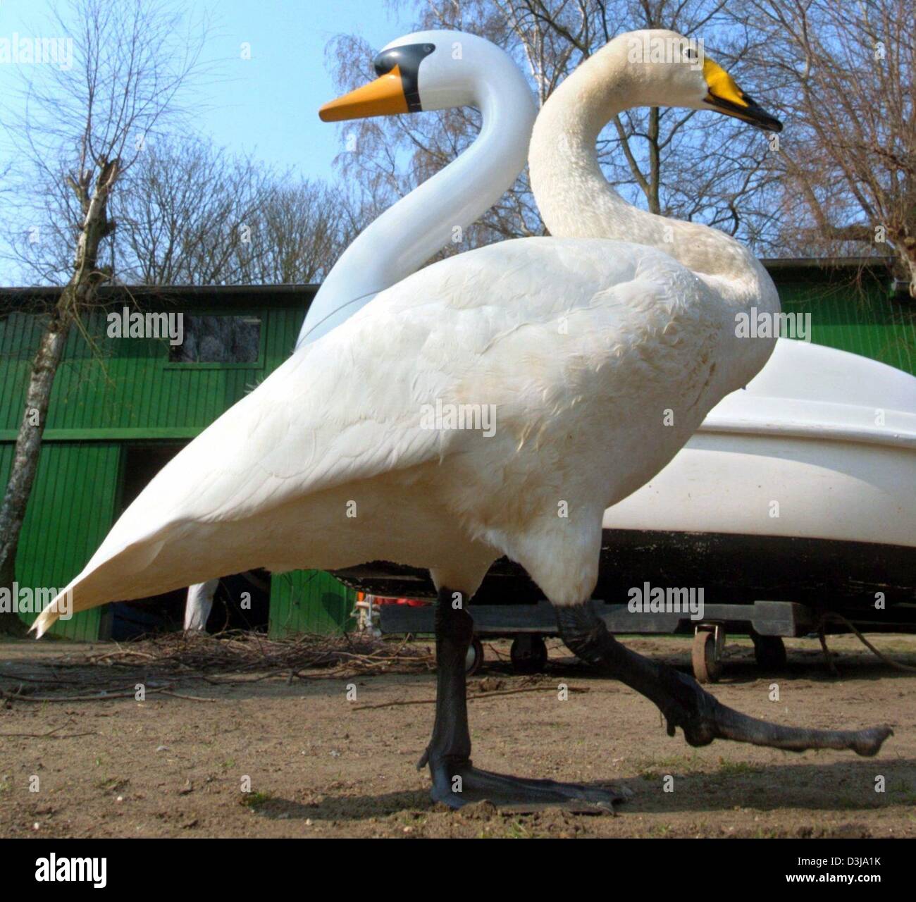 (dpa) - Swan 'Swanee' walks in front front of a swan-shaped pedal boat ...