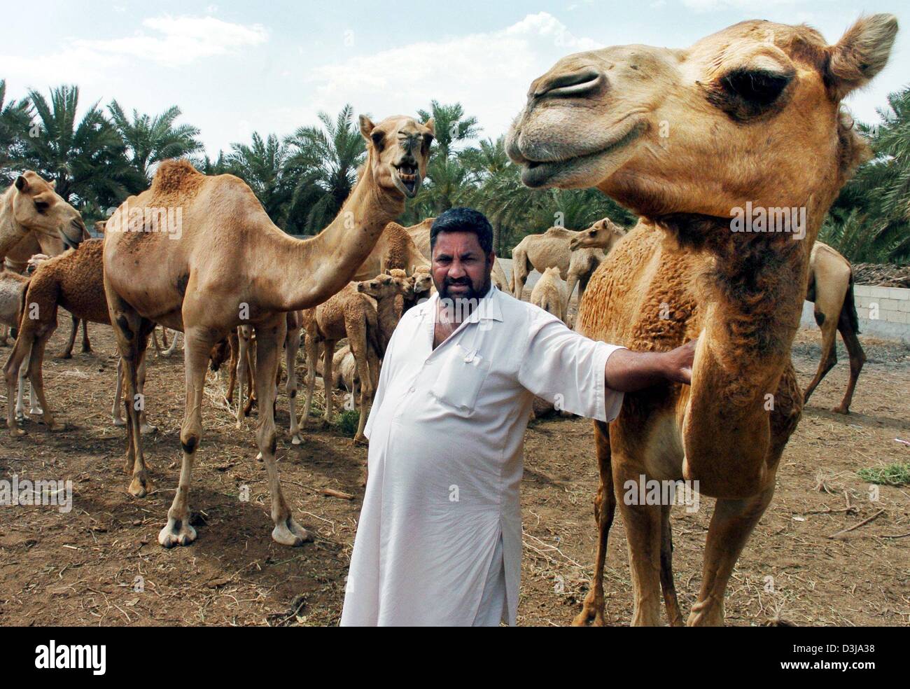 Camel Dung High Resolution Stock Photography and Images - Alamy