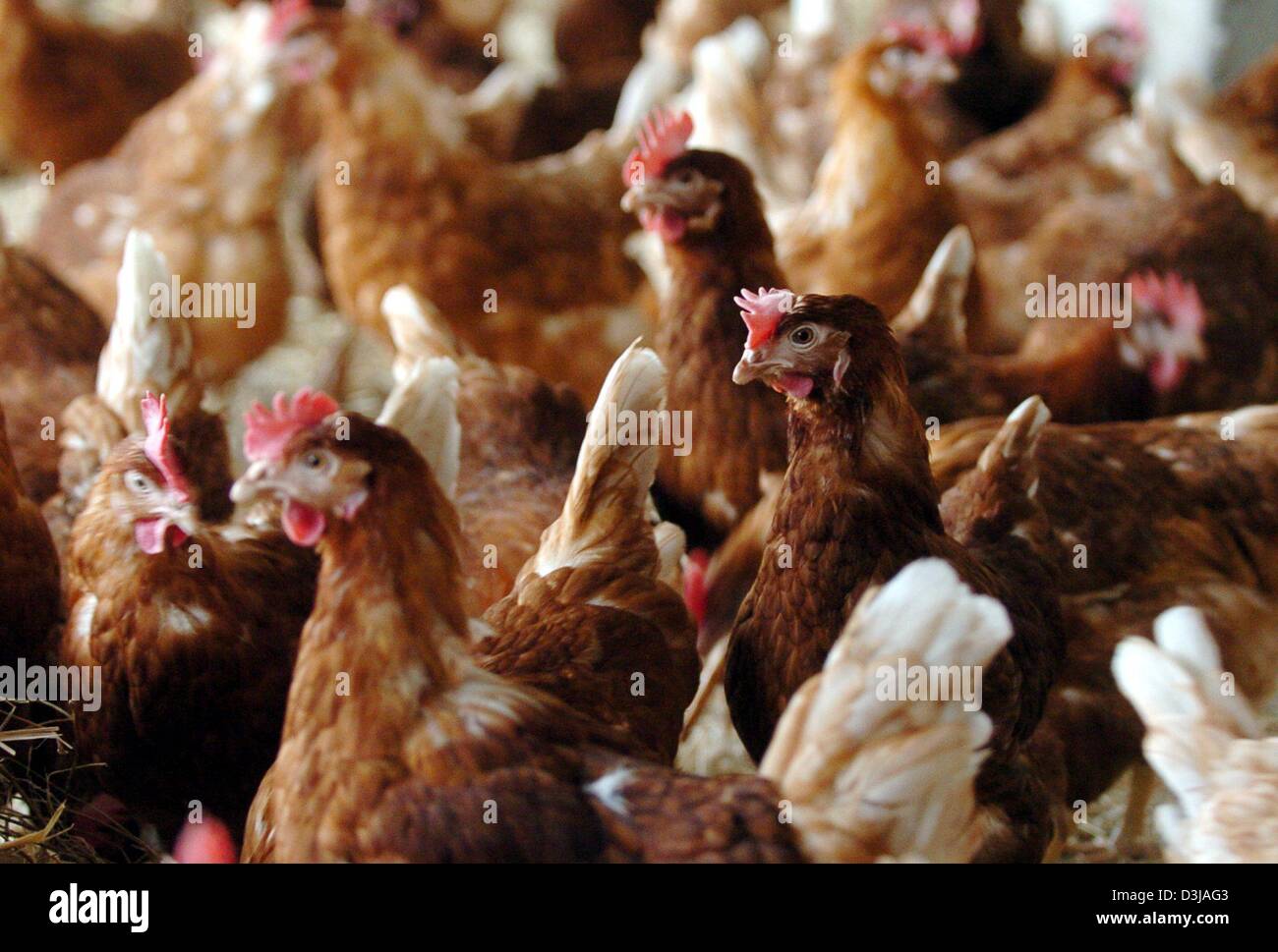 (dpa) - Several hundred laying hens crowd in the stable of egg producer ...