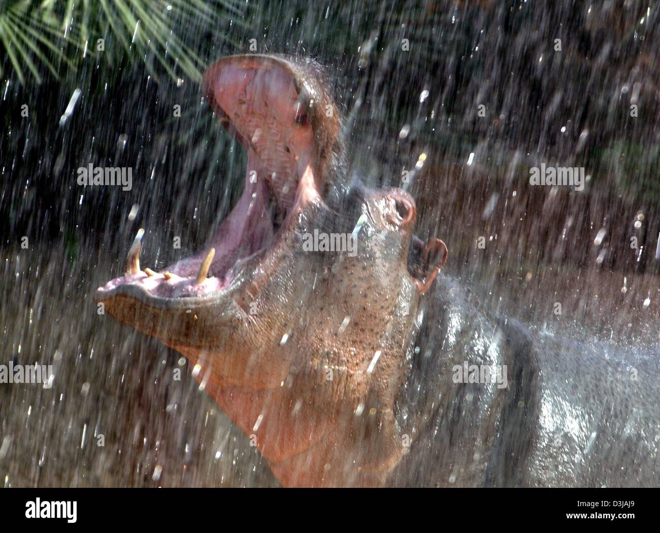 (dpa) - A hippo enjoys a splashing shower in the zoo in Berlin, 19 ...