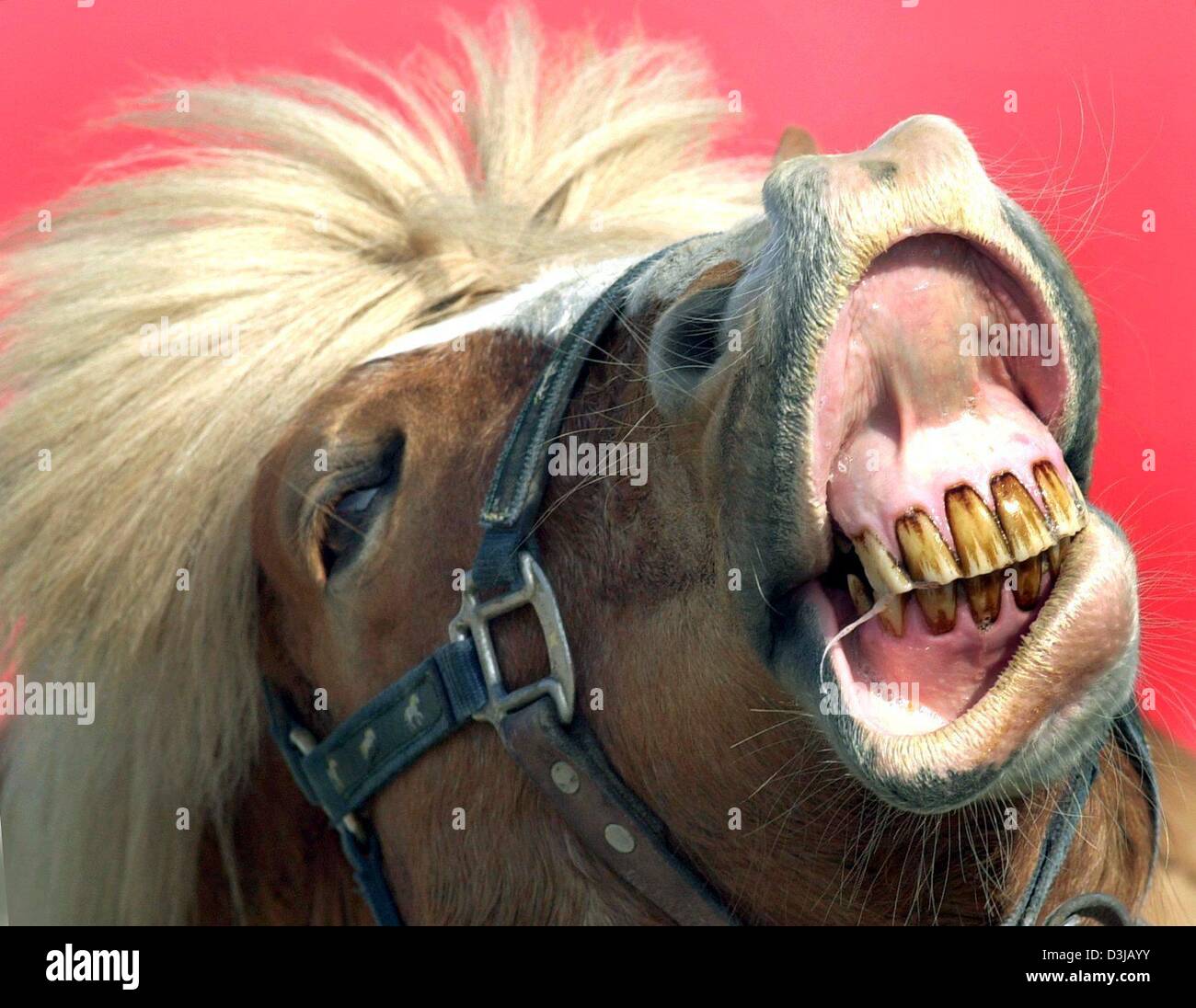 Horse With Buck Teeth