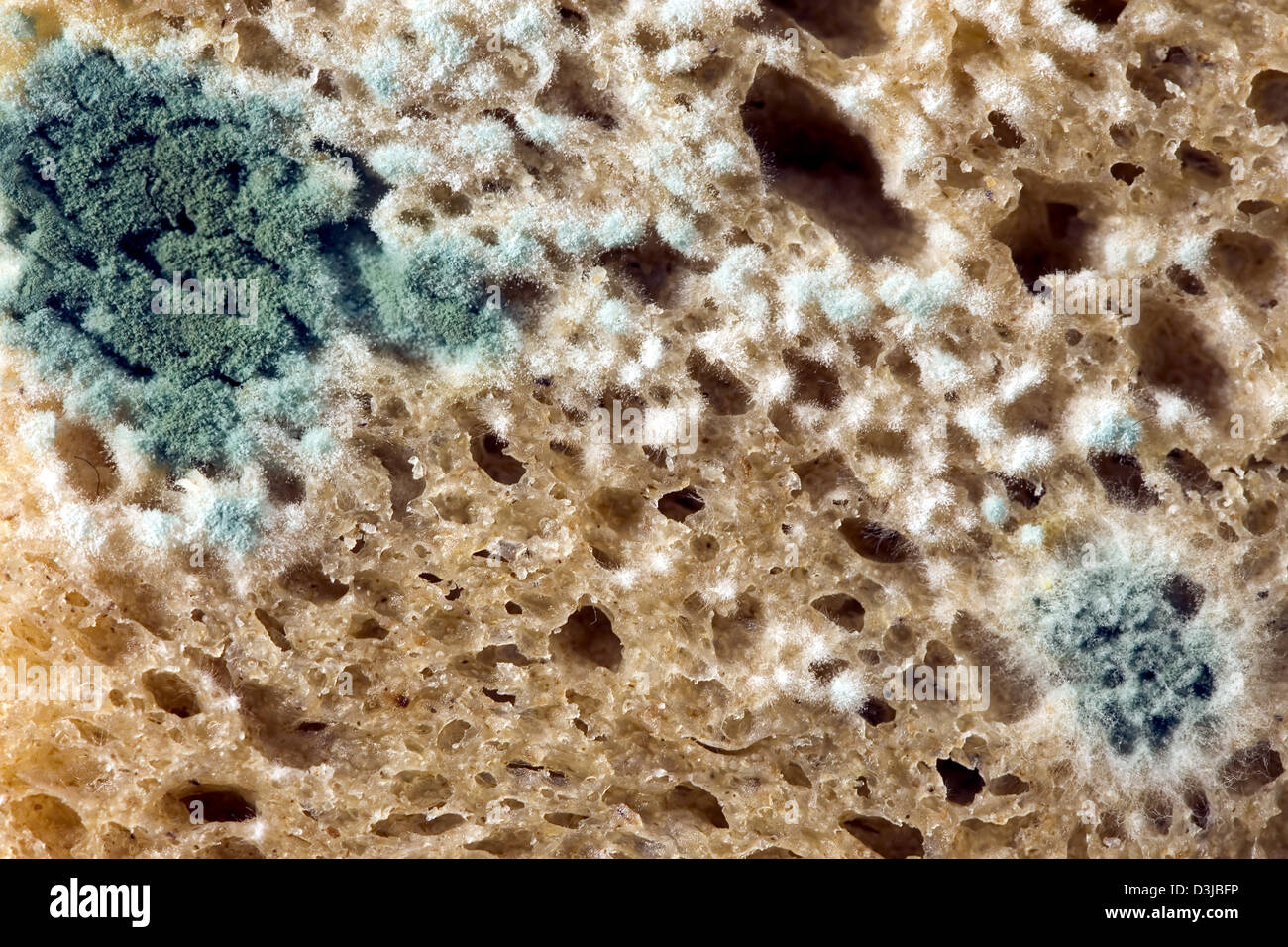Fructification hi-res stock photography and images - Alamy