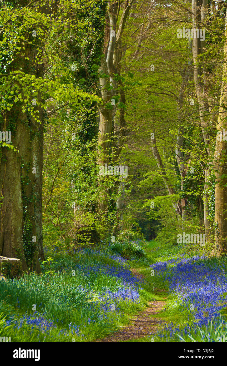 Bluebells in woodland near Pwllheli LLyn Peninsula Gwynedd North Wales ...