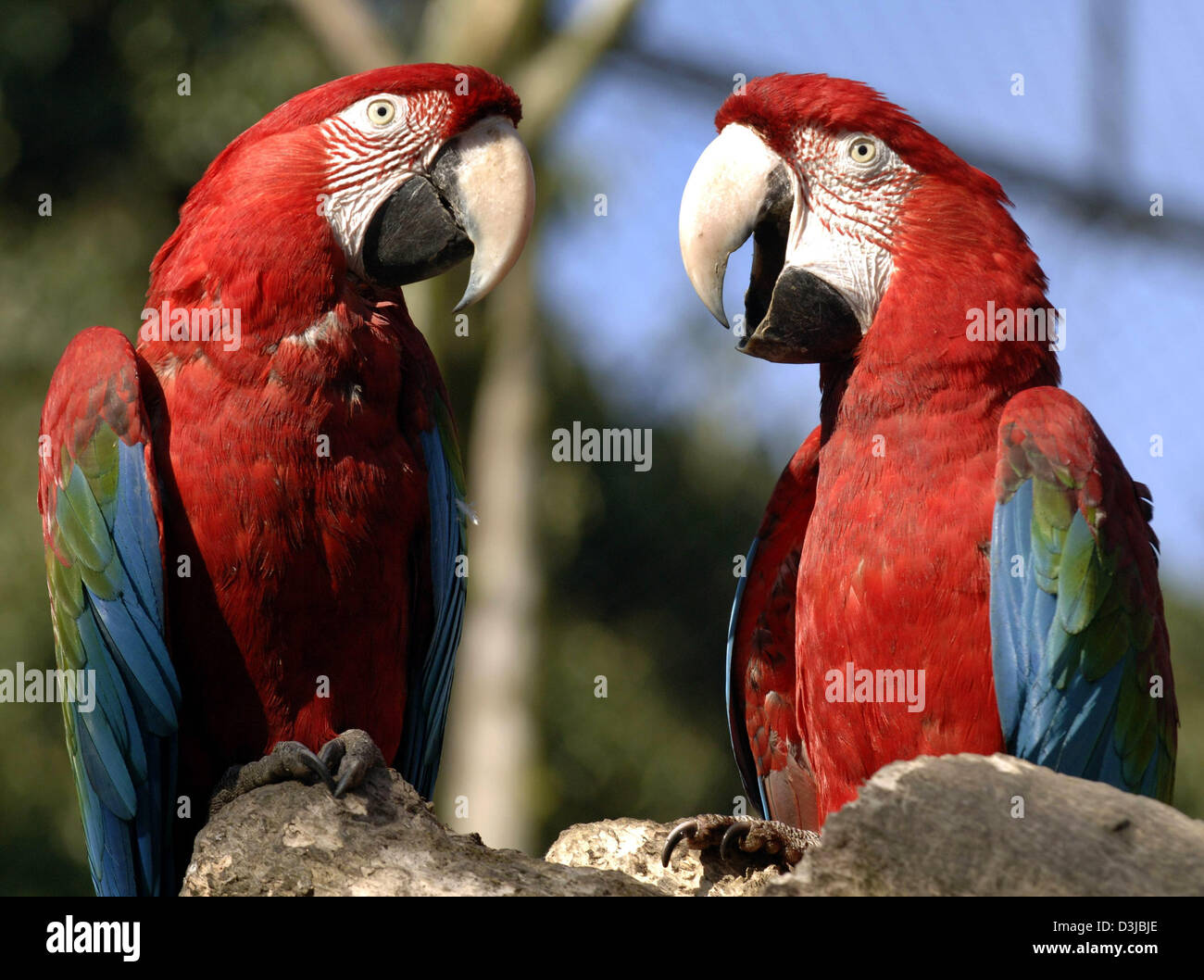 (dpa) - Two Green-winged Macaws (Ara chloroptera) pictured at the ...