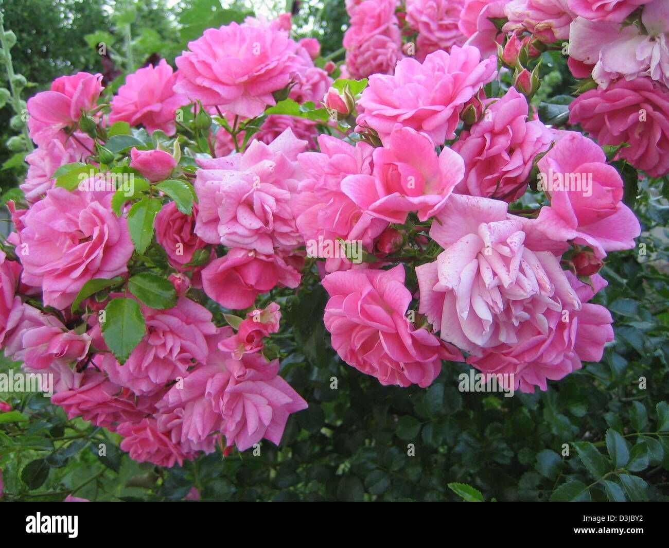 (dpa) - The picture shows pink rose blossoms in a garden in Fulda ...