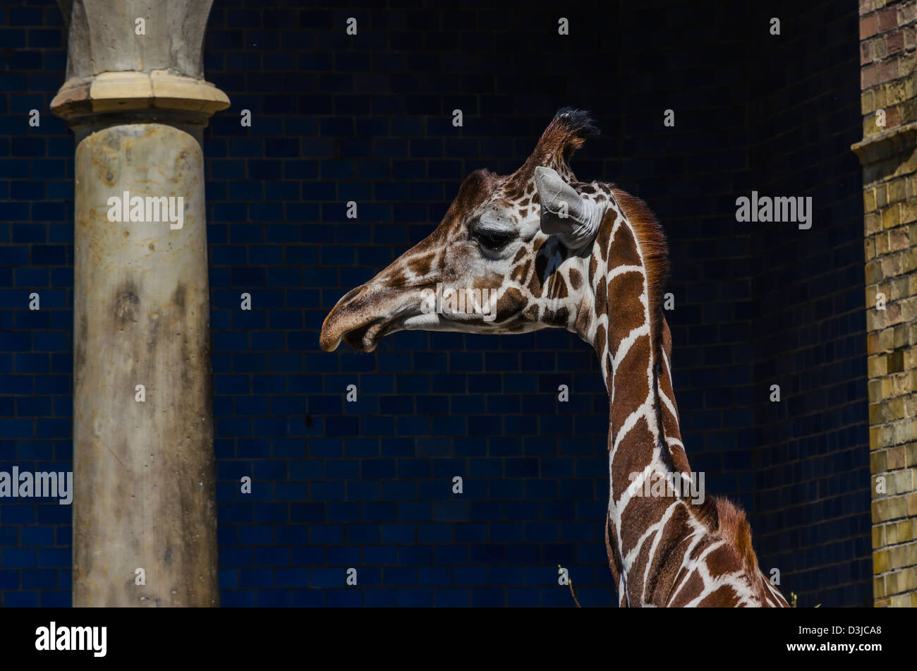 Giraffe at zoo in Berlin, Germany Stock Photo - Alamy