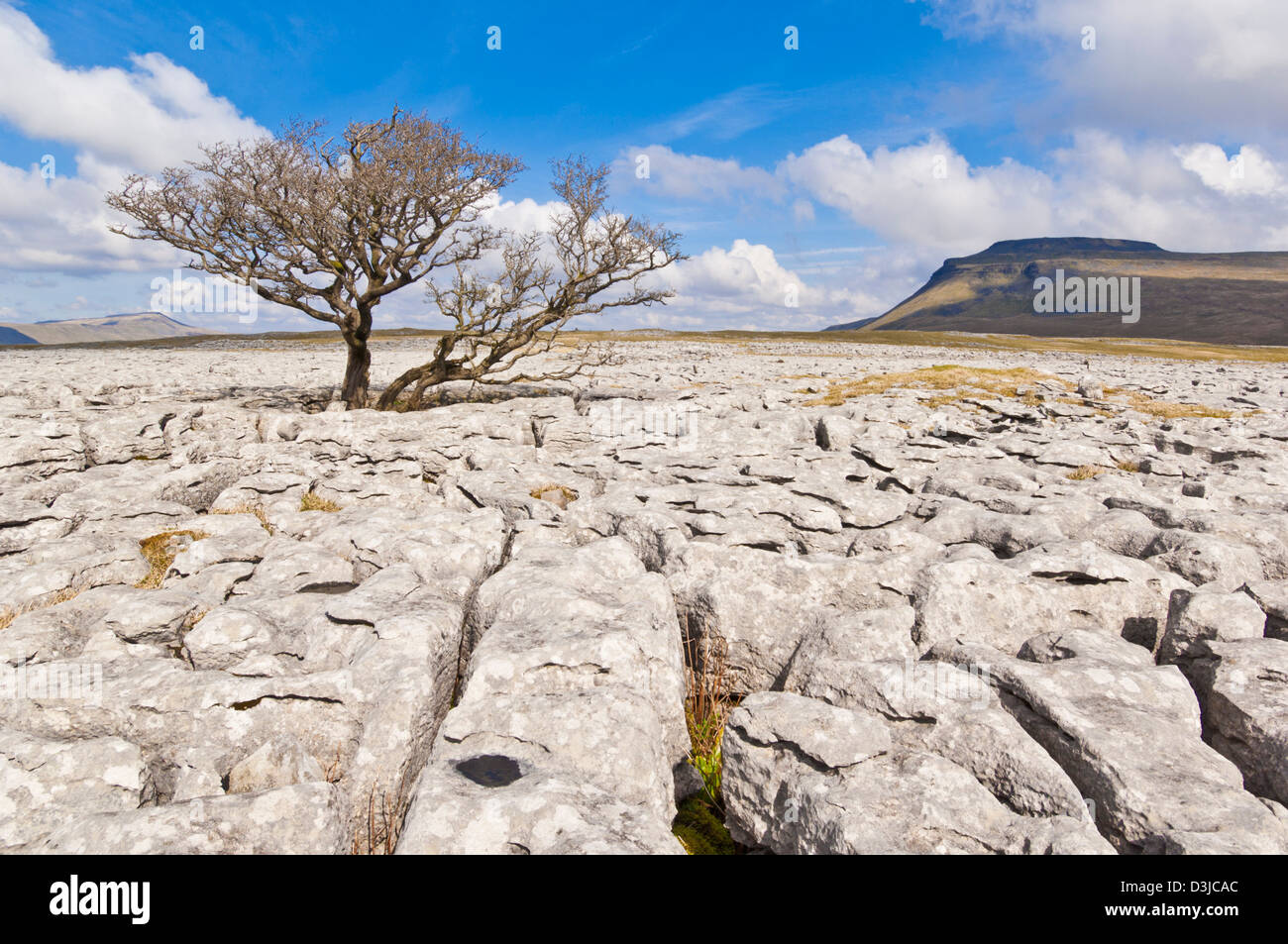 Tree crevice hi-res stock photography and images - Alamy