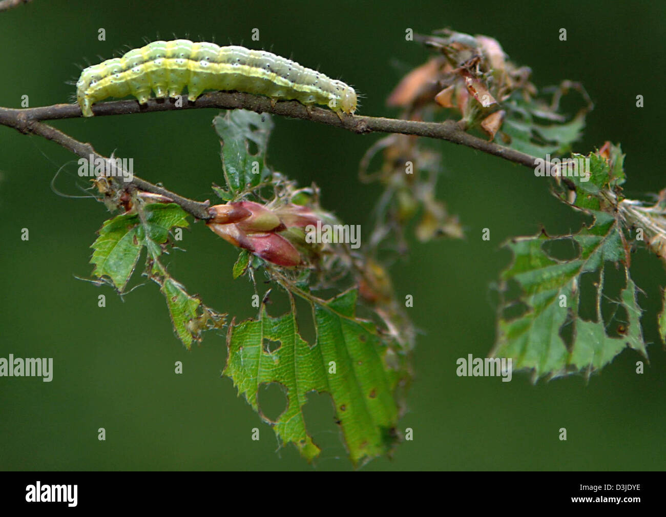 Canker worm hi-res stock photography and images - Alamy