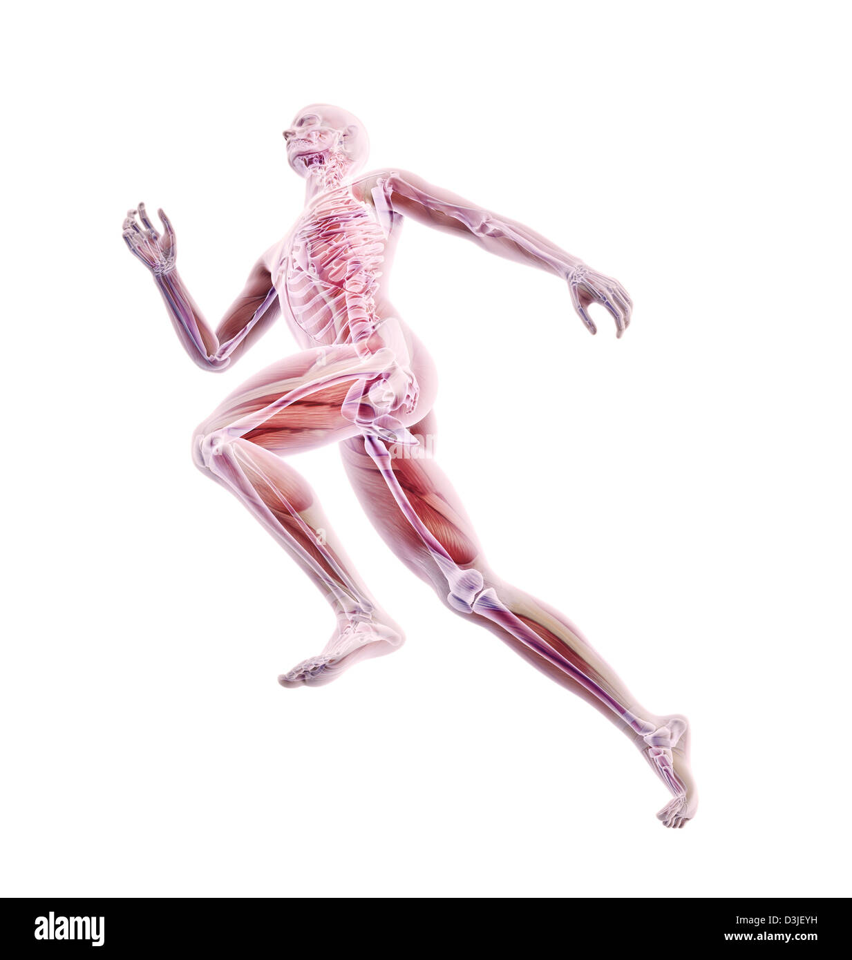 Anatomical illustration of a runner Stock Photo - Alamy
