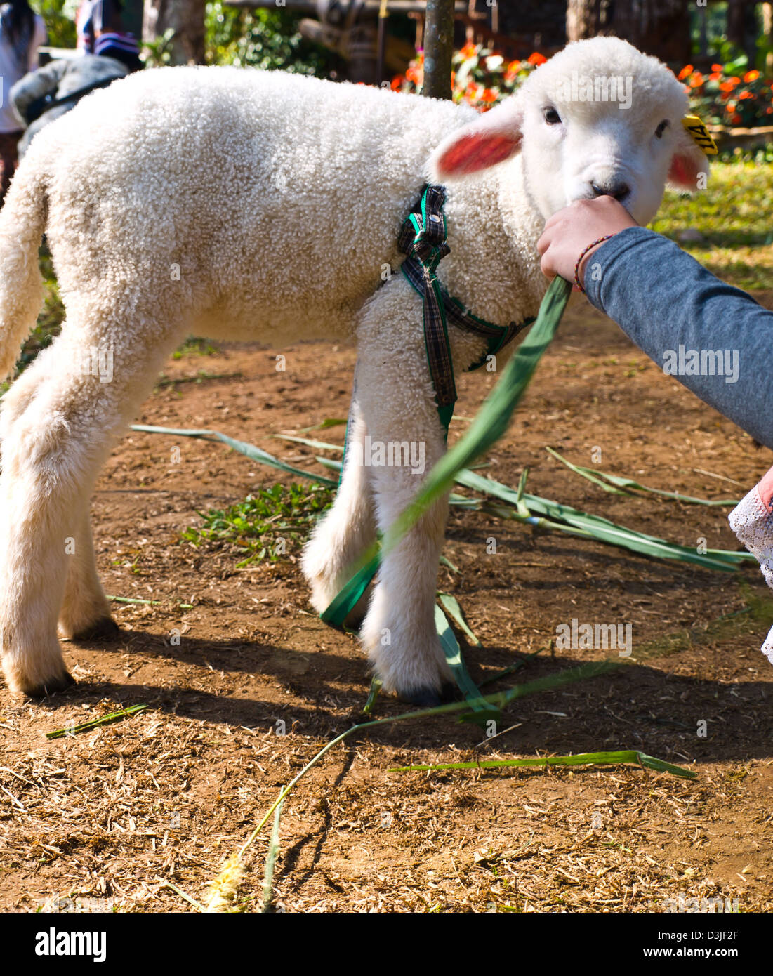 Sheep eating grass hi-res stock photography and images - Alamy
