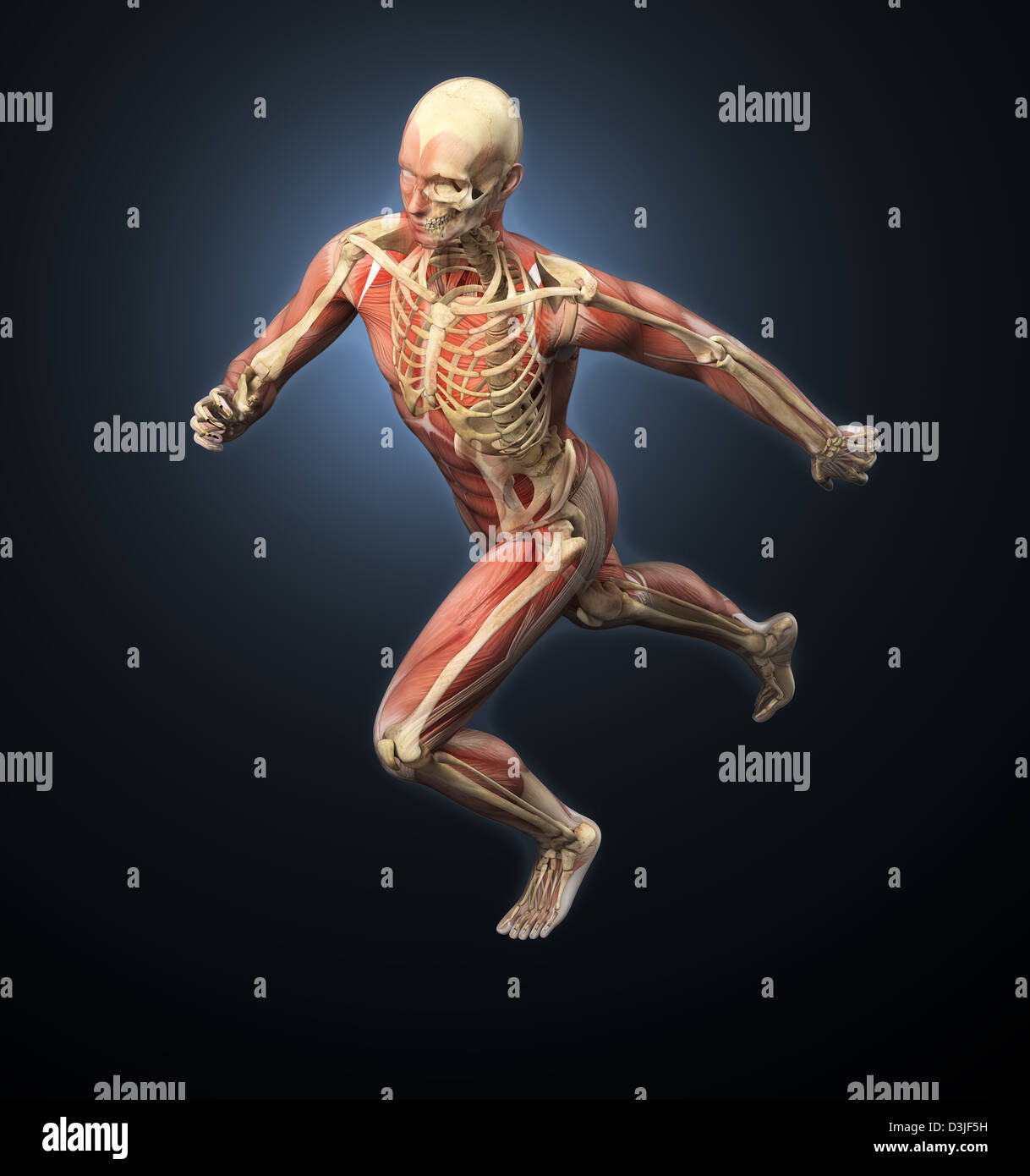 Anatomical illustration of a runner on a sports track Stock Photo - Alamy