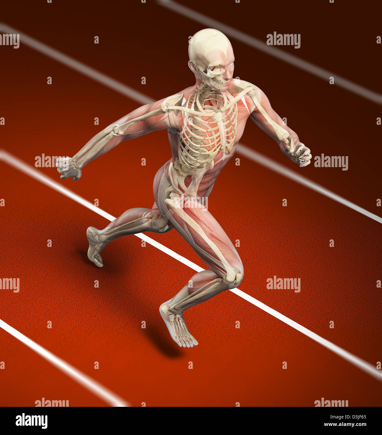 Sport Science Bones High Resolution Stock Photography and Images - Alamy