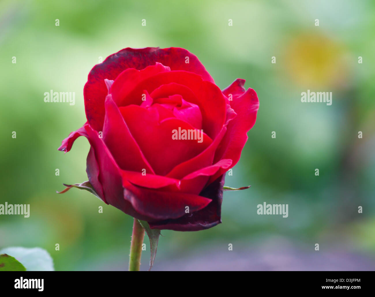 A red rose Stock Photo - Alamy