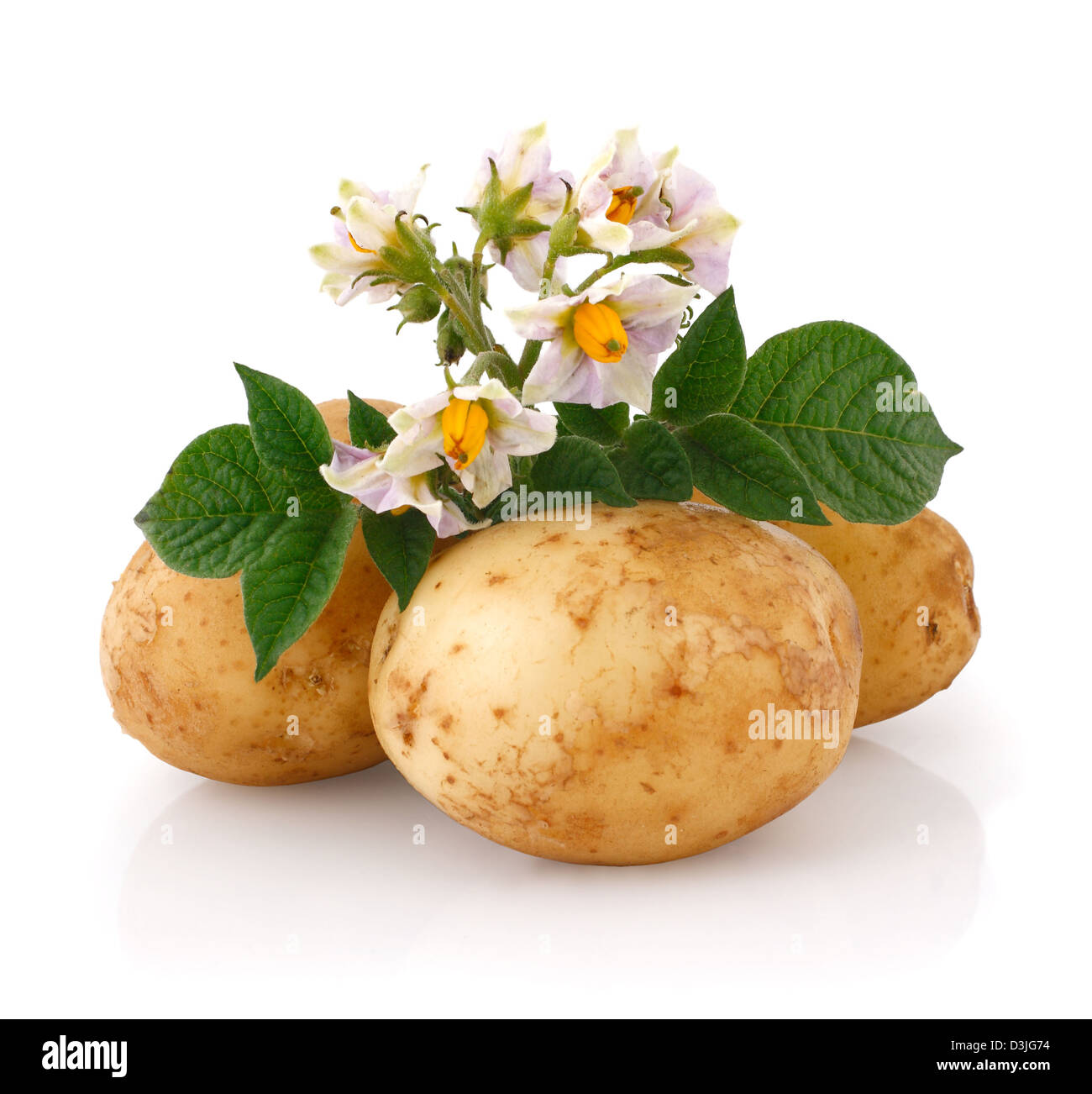 White flowers sprout hi-res stock photography and images - Alamy