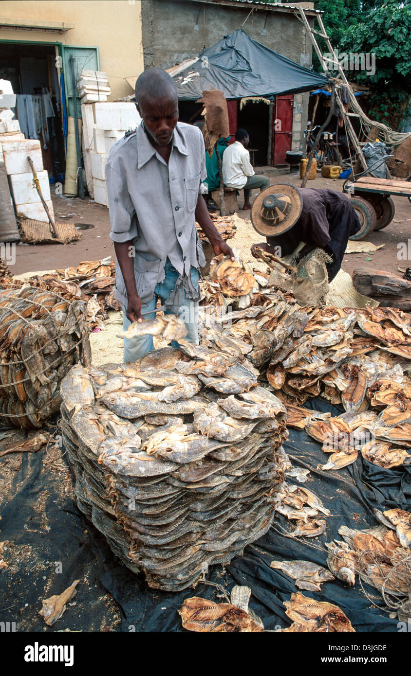 A trader with stacks of dried fish at the riverside fish market. Mopti ...