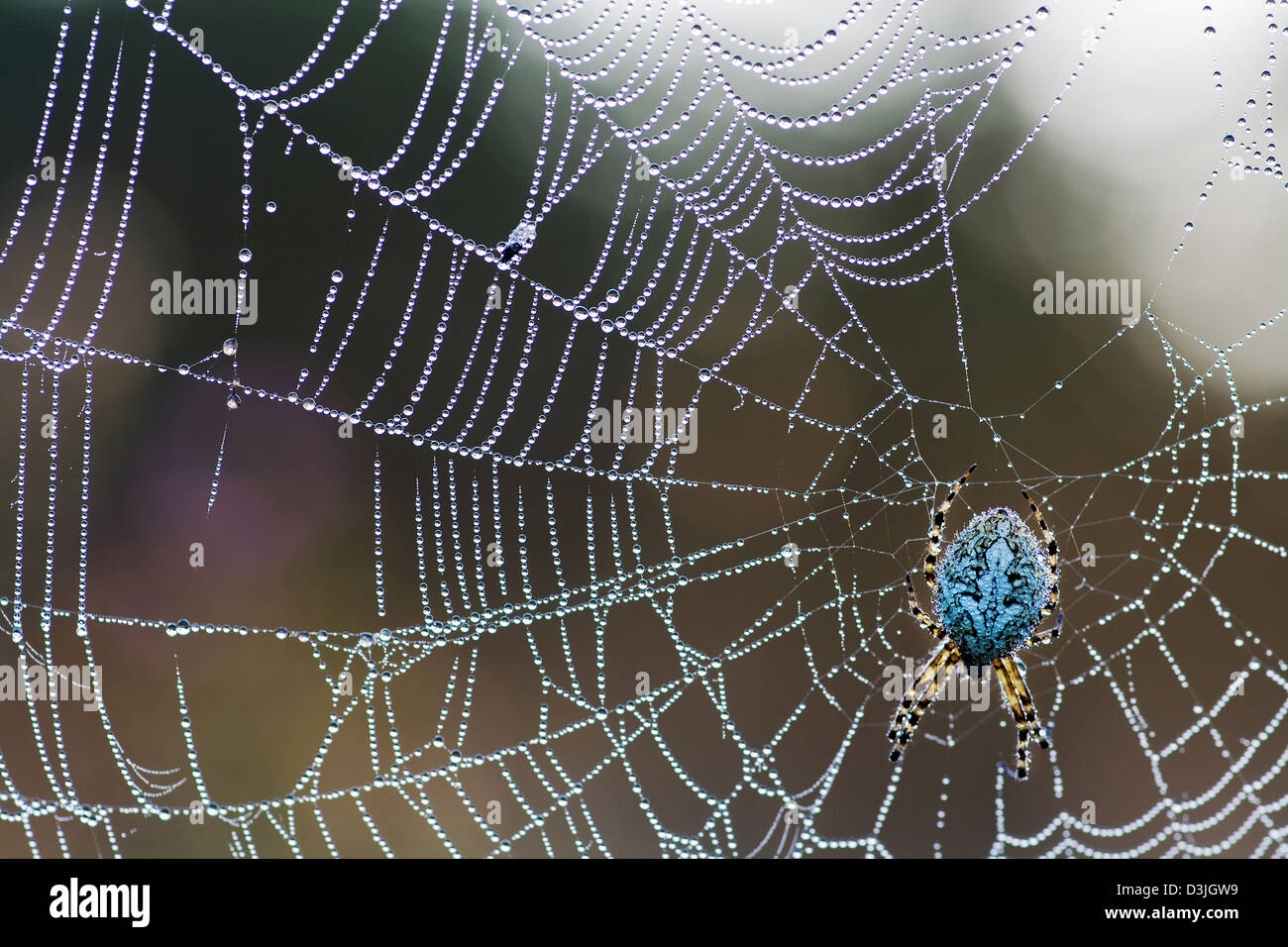 Shape Of A Spider And A Spider Web High Resolution Stock Photography ...