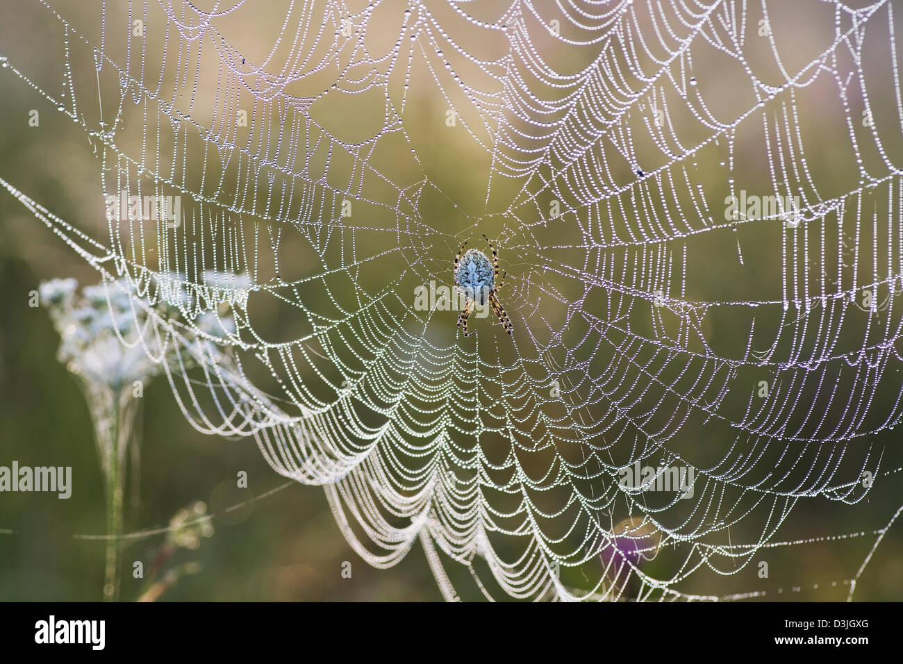 spider on a web Stock Photo - Alamy
