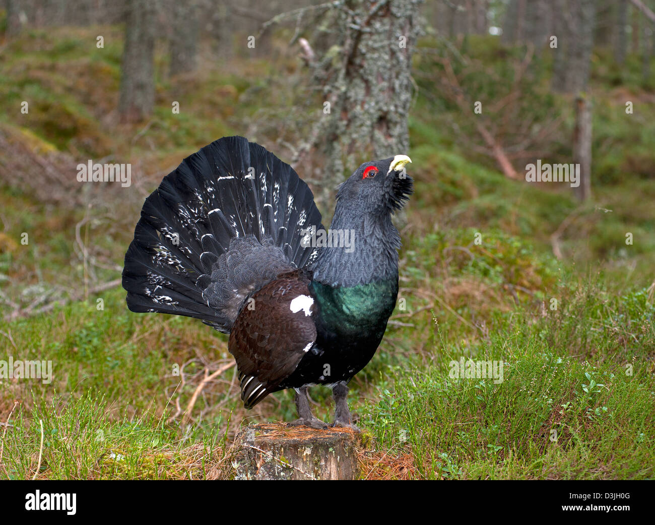 Mostly sedentary birds in uk hi-res stock photography and images - Alamy
