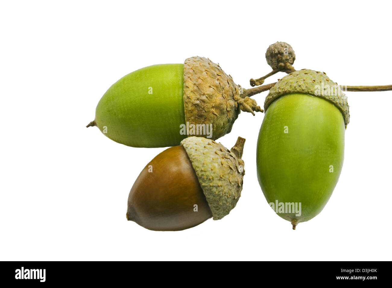 Green acorns on a white background Stock Photo - Alamy