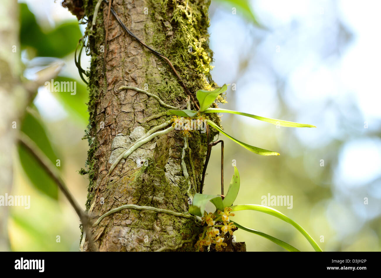 beautiful wild orchid (Acampe papillosa) in forest of Thailand Stock ...