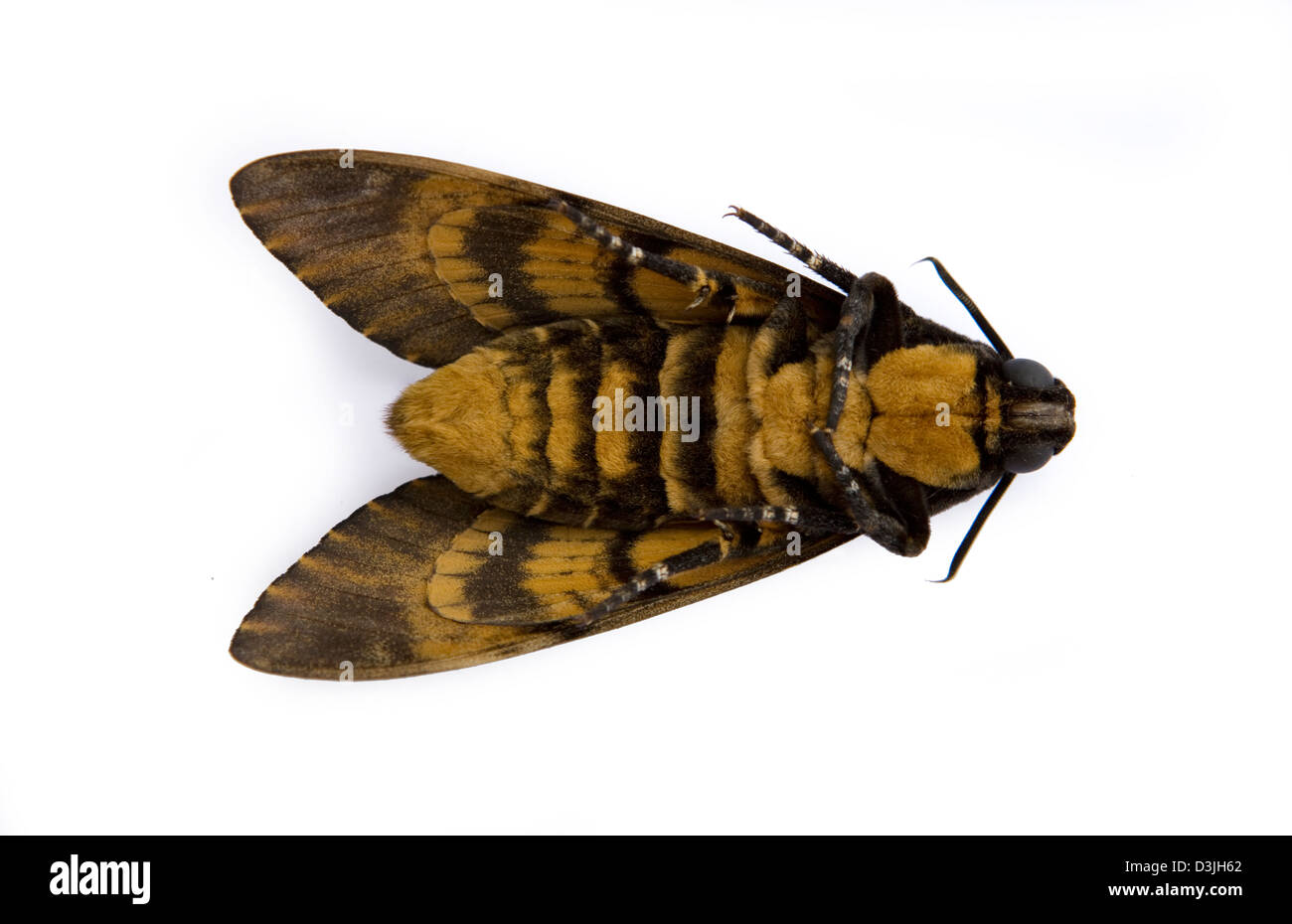 Death head hawks moth hi-res stock photography and images - Alamy