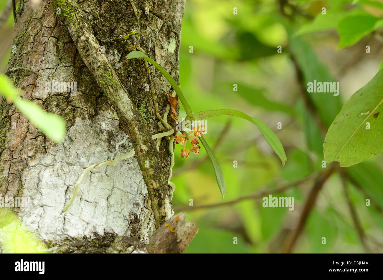 beautiful wild orchid (Acampe papillosa) in forest of Thailand Stock ...