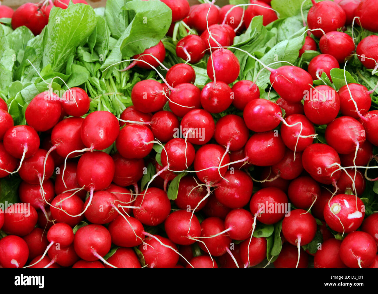 (dpa) - Radish ready for harvest in a greenhouse in Reichenau at ...