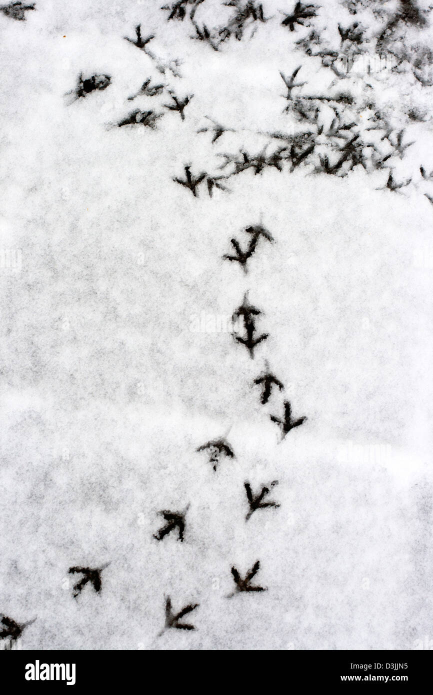 Bird Footprint Snow High Resolution Stock Photography and Images - Alamy